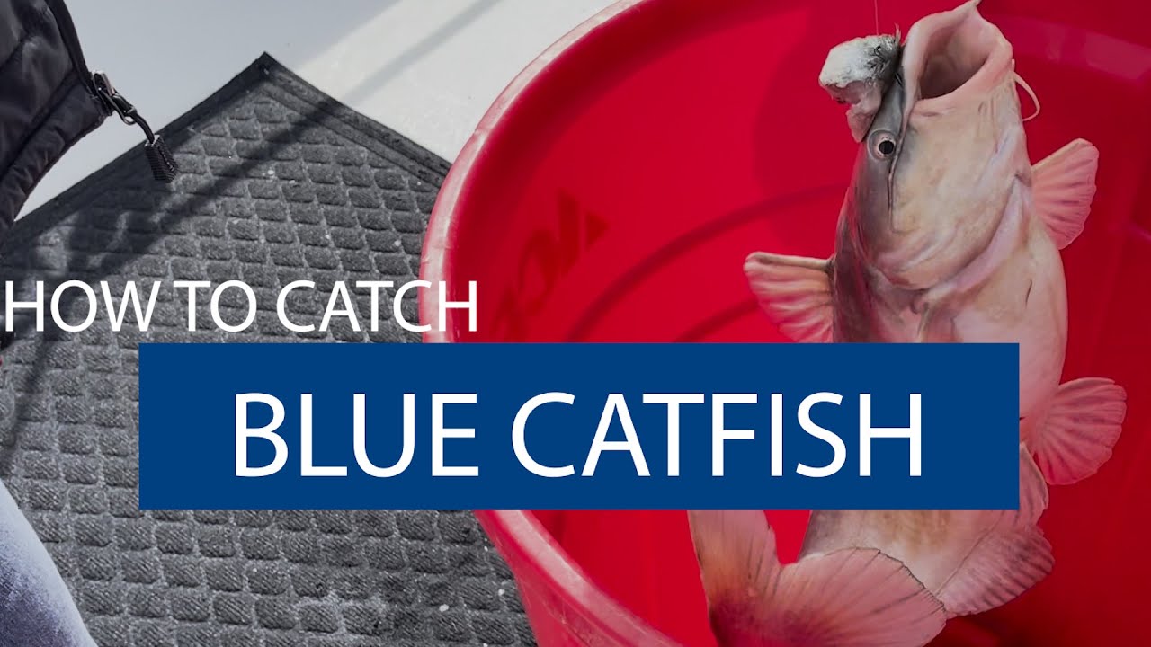 Blue Catfish Fishing: Essential Bait, Lures & Tackle